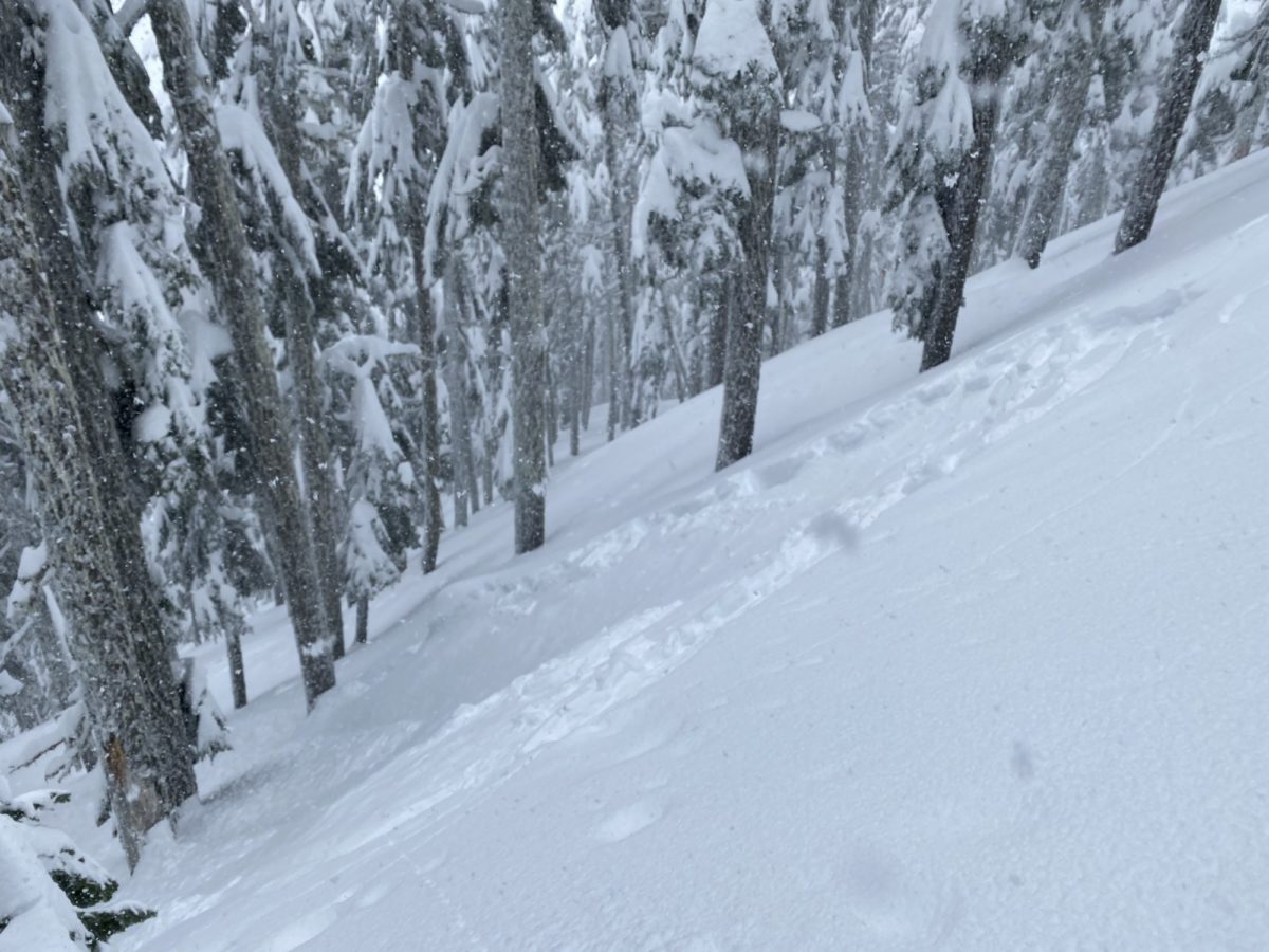 Avalanche.org » Tree Density