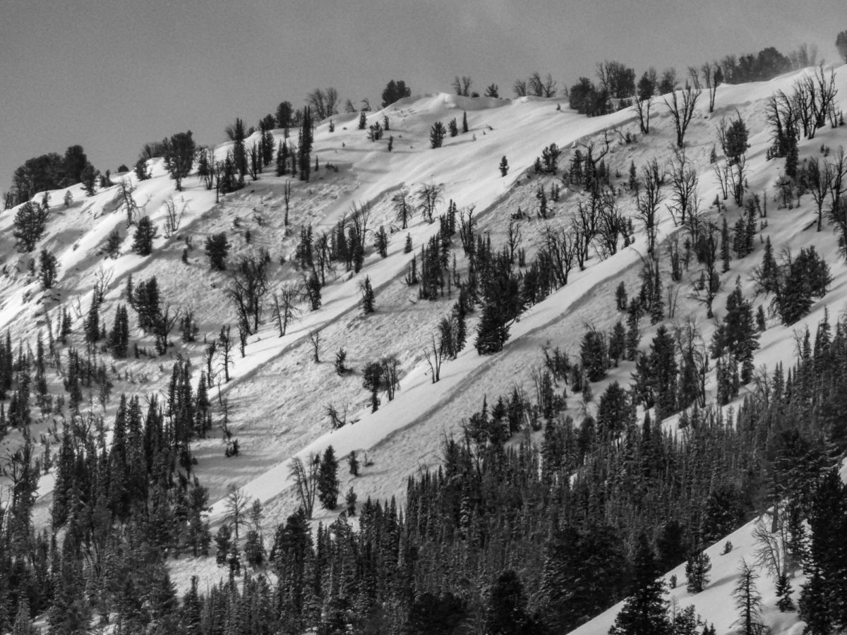 Avalanche.org » Tree Density