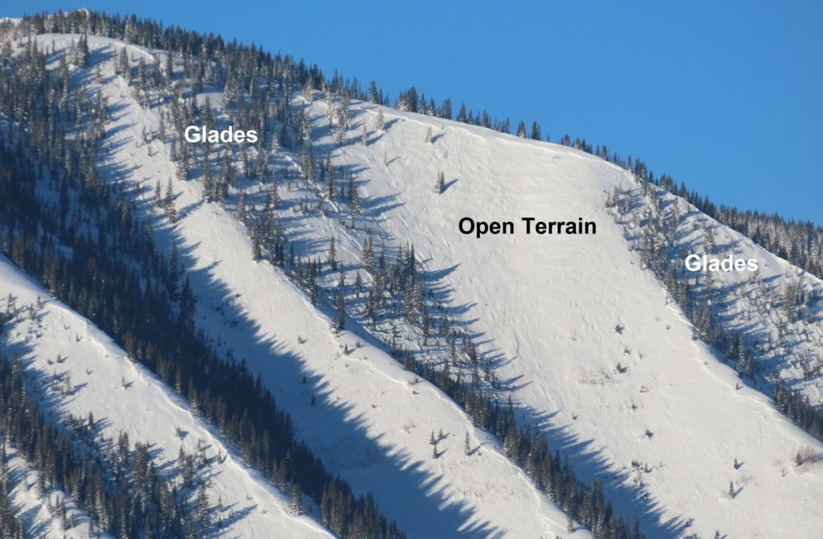 Avalanche.org » Tree Density